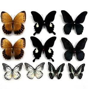 vinatimes Lot of 10 Real Assorted Butterfly Mounted Hawkmoth Sphingidae Moth Entomology Specimens Taxidermy Artwork Crafts UM01-XOE