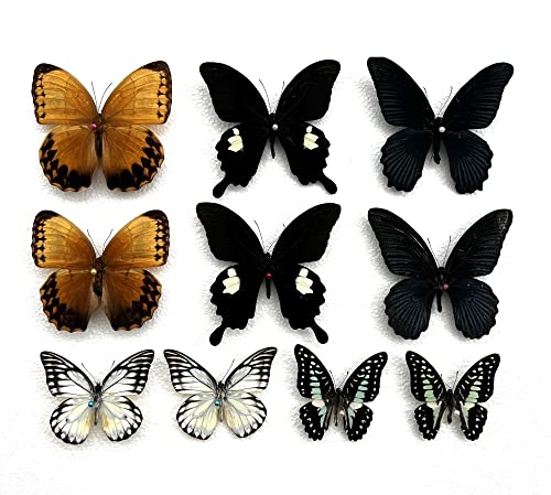 vinatimes Lot of 10 Real Assorted Butterfly Mounted Hawkmoth Sphingidae Moth Entomology Specimens Taxidermy Artwork Crafts UM01-XOE