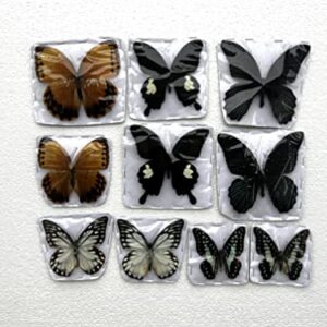 vinatimes Lot of 10 Real Assorted Butterfly Mounted Hawkmoth Sphingidae Moth Entomology Specimens Taxidermy Artwork Crafts UM01-XOE