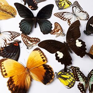 vinatimes Lot of 10 Real Assorted Butterfly Mounted Hawkmoth Sphingidae Moth Entomology Specimens Taxidermy Artwork Crafts UM01-XOE