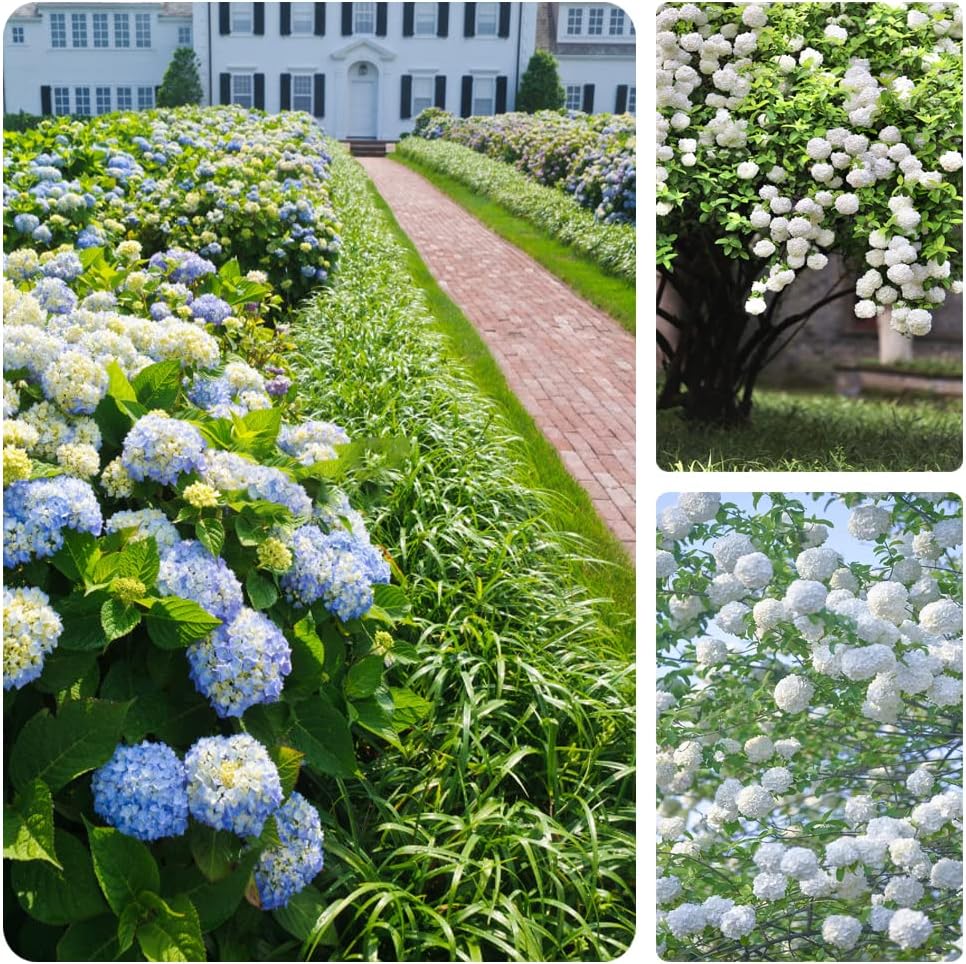 Mixed Hydrangea Seeds Flowers for Planting Non-GMO Home Garden Mixed Colors (100+)