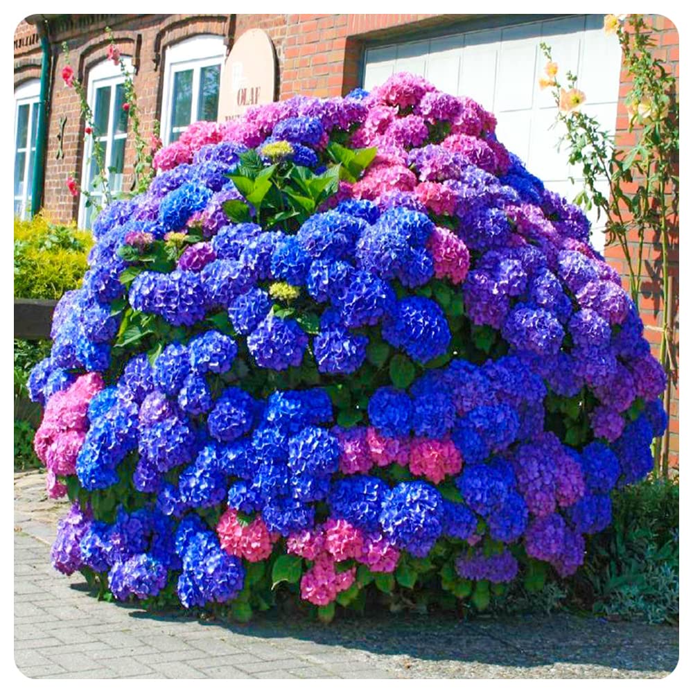 Mixed Hydrangea Seeds Flowers for Planting Non-GMO Home Garden Mixed Colors (100+)