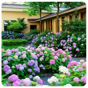 Mixed Hydrangea Seeds Flowers for Planting Non-GMO Home Garden Mixed Colors (100+)