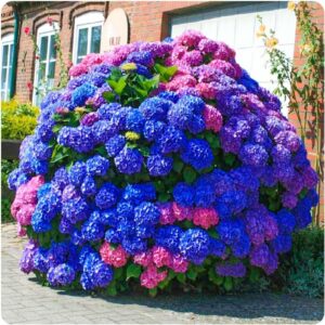 Mixed Hydrangea Seeds Flowers for Planting Non-GMO Home Garden Mixed Colors (100+)