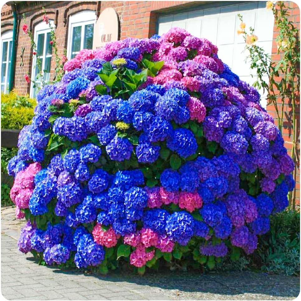 Mixed Hydrangea Seeds Flowers for Planting Non-GMO Home Garden Mixed Colors (100+)