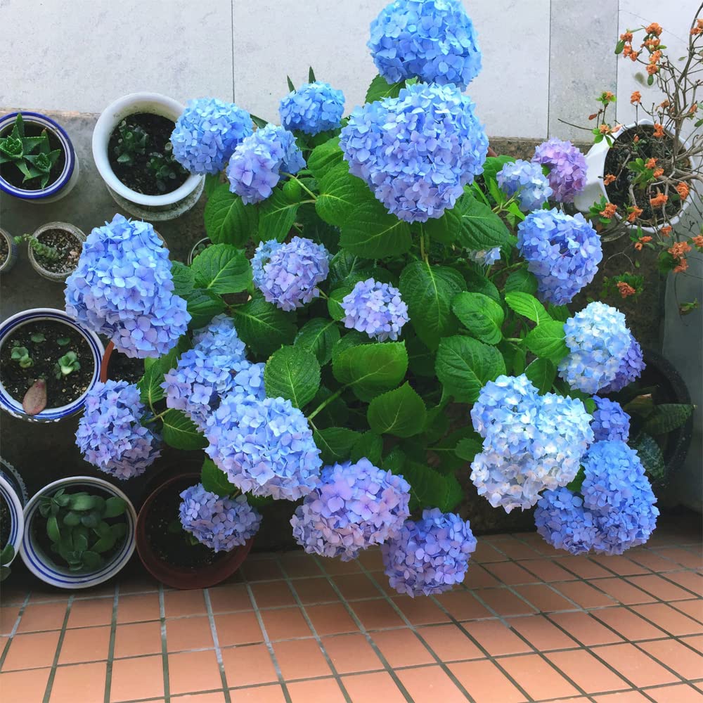 Mixed Hydrangea Seeds Flowers for Planting Non-GMO Home Garden Mixed Colors (100+)