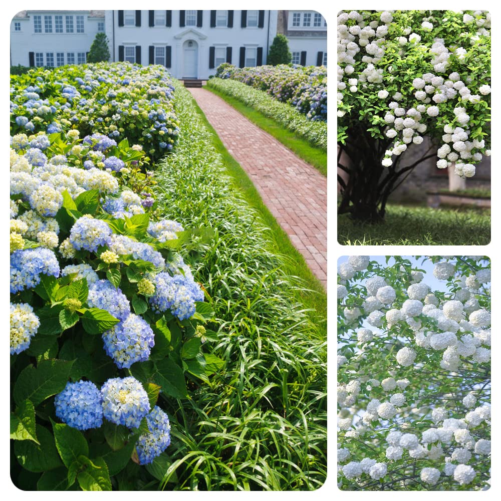 Mixed Hydrangea Seeds Flowers for Planting Non-GMO Home Garden Mixed Colors (100+)