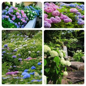 Mixed Hydrangea Seeds Flowers for Planting Non-GMO Home Garden Mixed Colors (100+)