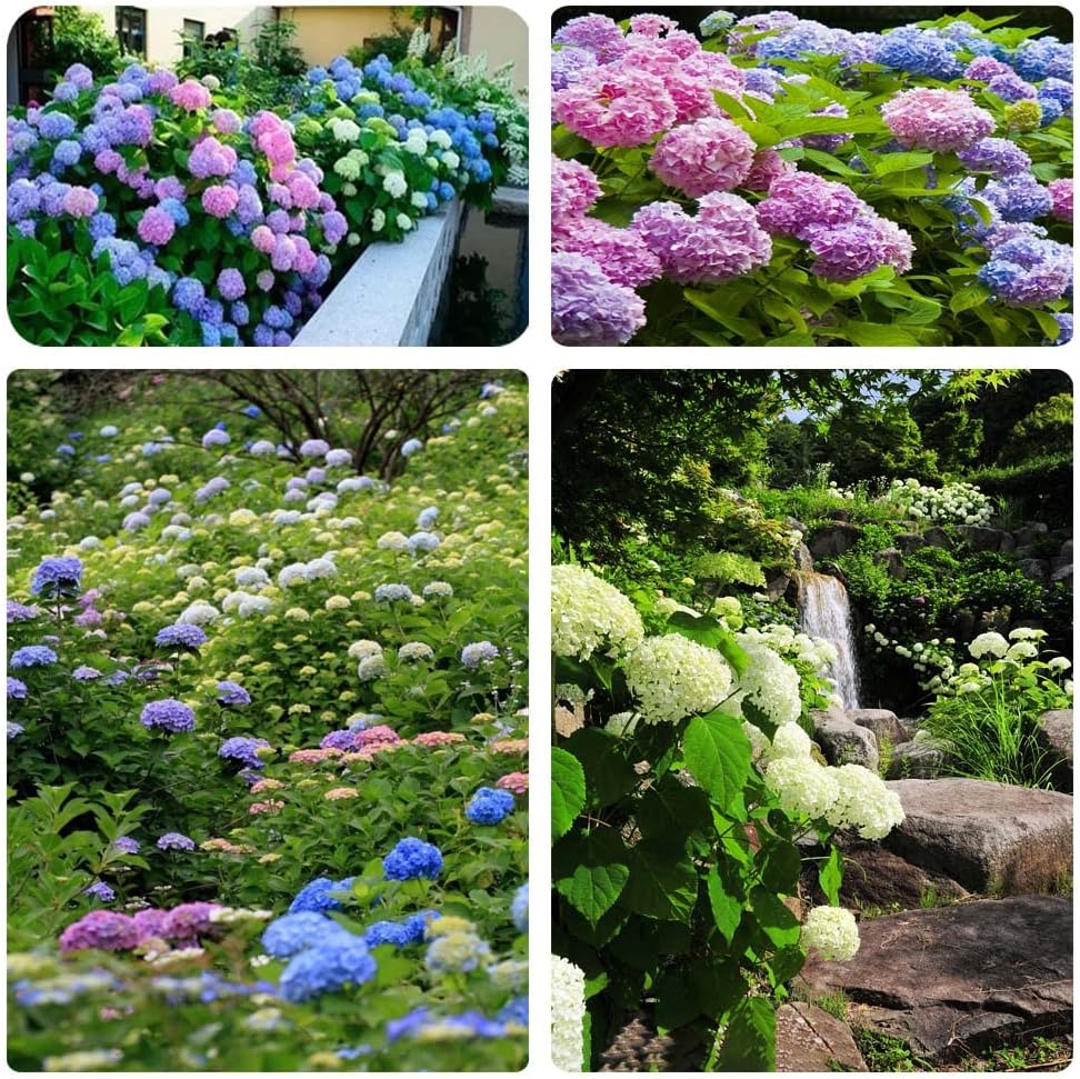 Mixed Hydrangea Seeds Flowers for Planting Non-GMO Home Garden Mixed Colors (100+)