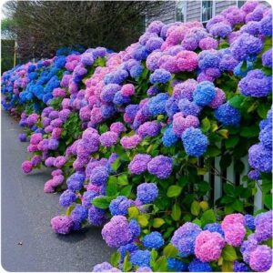 Mixed Hydrangea Seeds Flowers for Planting Non-GMO Home Garden Mixed Colors (100+)