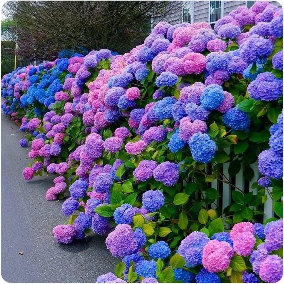 Mixed Hydrangea Seeds Flowers for Planting Non-GMO Home Garden Mixed Colors (100+)