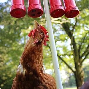 RentACoop Chicken Treat Dispenser - Suitable for Small and Large Treats - Includes Post for Indoor and Outdoor Placement - Large Size with 4 Tubes