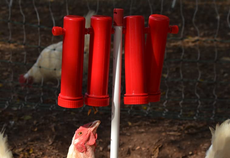 RentACoop Chicken Treat Dispenser - Suitable for Small and Large Treats - Includes Post for Indoor and Outdoor Placement - Large Size with 4 Tubes