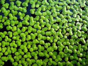 4800+ duckweed live plant for aquarium - aquarium plants live - planting ornaments perennial garden simple to grow pots gifts