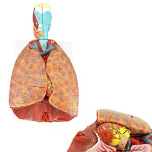 veipho human lung model, respiratory system model with 51 parts indication signs, 7 removable parts life size lung model, lung anatomical model, includes heart and throat & base and chart