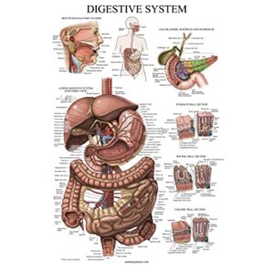 Palace Learning Laminated Digestive System Anatomical Chart - Gastrointestinal Anatomy Poster 18" x 24"