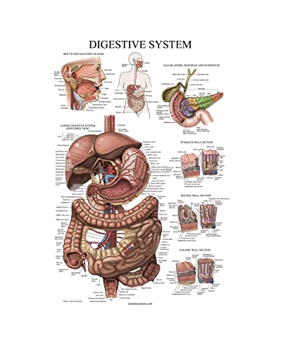 Palace Learning Laminated Digestive System Anatomical Chart - Gastrointestinal Anatomy Poster 18" x 24"