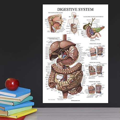 Palace Learning Laminated Digestive System Anatomical Chart - Gastrointestinal Anatomy Poster 18" x 24"