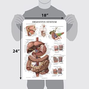 Palace Learning Laminated Digestive System Anatomical Chart - Gastrointestinal Anatomy Poster 18" x 24"