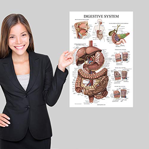 Palace Learning Laminated Digestive System Anatomical Chart - Gastrointestinal Anatomy Poster 18" x 24"