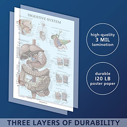 Palace Learning Laminated Digestive System Anatomical Chart - Gastrointestinal Anatomy Poster 18" x 24"