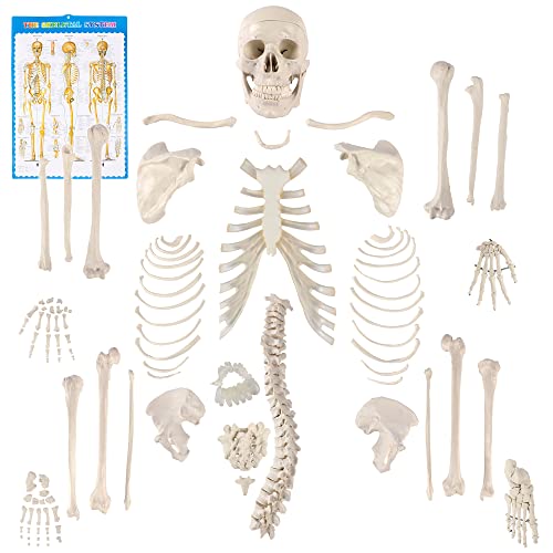 Houseables Disarticulated Human Skeleton, Full Unassembled Anatomical Model, Life Sized, 62” Height, Plastic, w/Poster, Skull, Bones, Articulated Hand & Foot, Study of Skeletal System, Educational