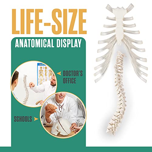 Houseables Disarticulated Human Skeleton, Full Unassembled Anatomical Model, Life Sized, 62” Height, Plastic, w/Poster, Skull, Bones, Articulated Hand & Foot, Study of Skeletal System, Educational