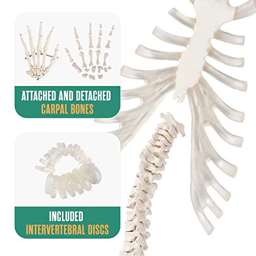 Houseables Disarticulated Human Skeleton, Full Unassembled Anatomical Model, Life Sized, 62” Height, Plastic, w/Poster, Skull, Bones, Articulated Hand & Foot, Study of Skeletal System, Educational