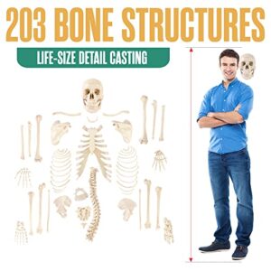 Houseables Disarticulated Human Skeleton, Full Unassembled Anatomical Model, Life Sized, 62” Height, Plastic, w/Poster, Skull, Bones, Articulated Hand & Foot, Study of Skeletal System, Educational