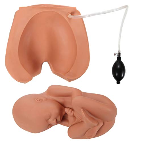 Anatomy Lab Cesarean Section Simulator | C-Section Simulator Permits Abdominal Incisions and Removal of the Baby | Basic and Realistic Obstetric Practice Capabilities | Has baby and 5 Dilation Models