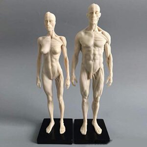 11inch human anatomical model art mannequin musculoskeletal structure of painting sculpture white body （male+female ）