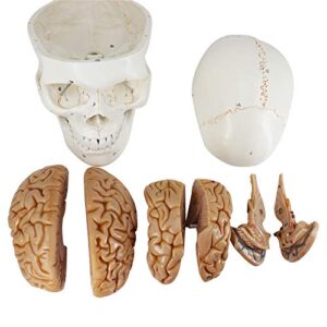 OIF Scientific 3-Part Numbered Human Skull Model | Removable 8-Part Brain | Life Size & 100% Anatomically Correct | Includes Detailed Product Manual