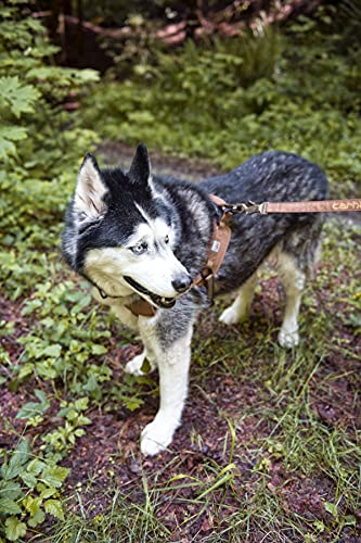 Carhartt Nylon Duck Training Dog Harness, Carhartt Brown, Medium