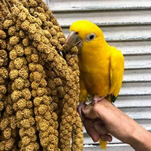 Nemeth Farms Worlds Freshest Sun-Dried Spray Millet Non-GMO and Pesticide Free (No Stems Only Edible Tops) Healthy Bird Treat and Supplement for All Pet Birds Keets Cockatiels Finches-1lb