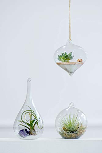 Mkono 3 Pack Glass Hanging Planter Air Fern Holder Terrarium Plants Hanger Vase Home Decoration Gift Idea for Succulent Moss Tillandsias Air Plants, Olive, Globe and Teardrop (Plant Not Included)