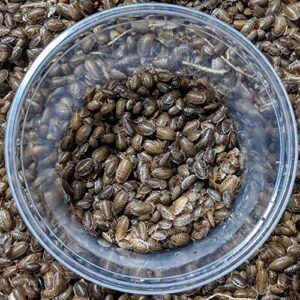 dbdpet premium live dubia roaches 51ct small (0.25-0.375") - bearded dragon, leopard gecko, phelsuma, chameleon, and other small reptile food - includes a caresheet