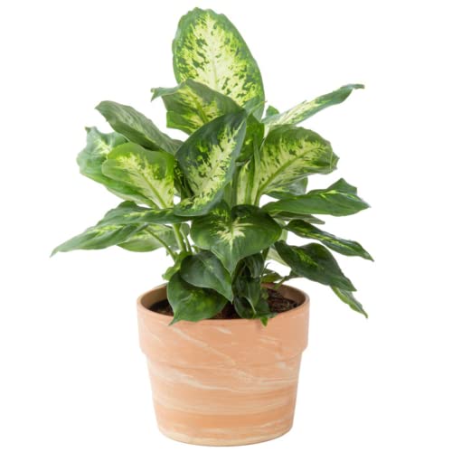 Costa Farms Dieffenbachia Live Indoor Plant, Easy to Grow Houseplant in Indoors Garden Planter Pot with Potting Soil, Grower's Choice, Birthday, New House Gift, Home and Room Decor, 12-14 Inches Tall