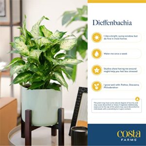 Costa Farms Dieffenbachia Live Indoor Plant, Easy to Grow Houseplant in Indoors Garden Planter Pot with Potting Soil, Grower's Choice, Birthday, New House Gift, Home and Room Decor, 12-14 Inches Tall