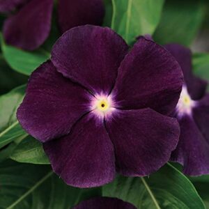 outsidepride periwinkle vinca blackberry garden flowers & ground cover plants - 50 seeds