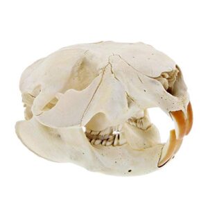 rc beaver skull real animal skull – professional taxidermy skull with beaver teeth animal skeleton real skull bones