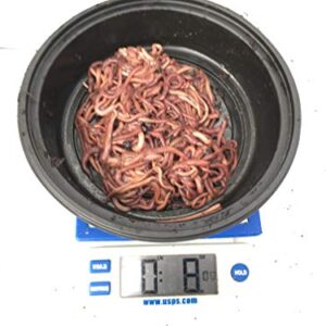 Worms Georgia Red Wiggler (1/2 Pound)