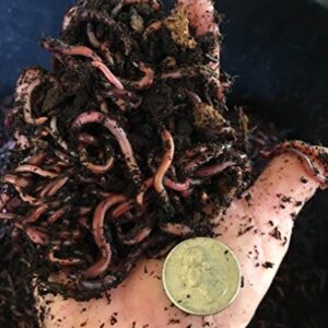 Worms Georgia Red Wiggler (1/2 Pound)