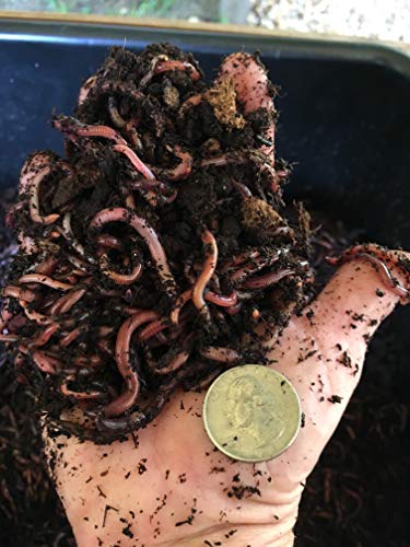 Worms Georgia Red Wiggler (1/2 Pound)