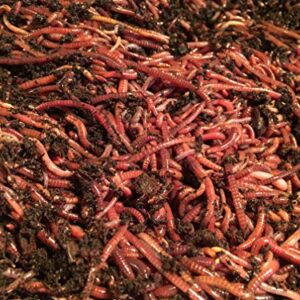 Worms Georgia Red Wiggler (1/2 Pound)