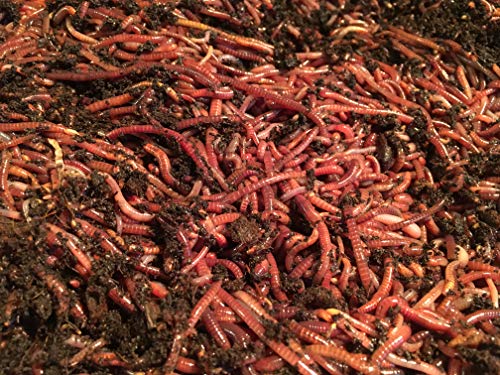 Worms Georgia Red Wiggler (1/2 Pound)