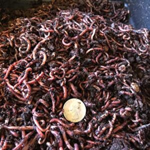 Worms Georgia Red Wiggler (1/2 Pound)