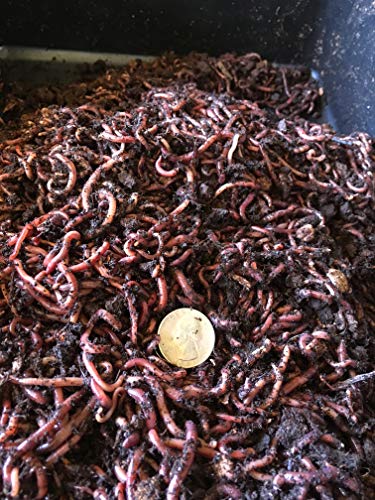 Worms Georgia Red Wiggler (1/2 Pound)