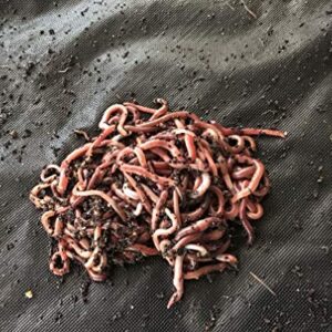 Worms Georgia Red Wiggler (1/2 Pound)