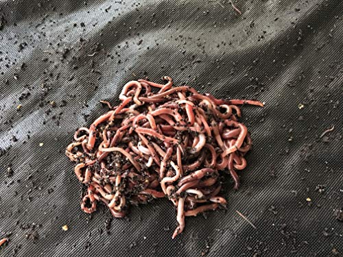 Worms Georgia Red Wiggler (1/2 Pound)