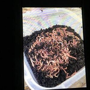 Worms Georgia Red Wiggler (1/2 Pound)